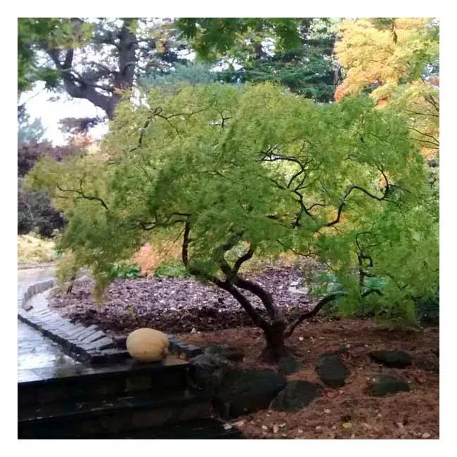 Acer palmatum Dissectum Viride