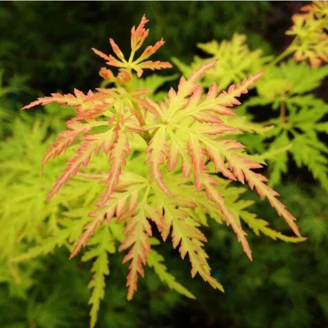 Acer palmatum Seiryu