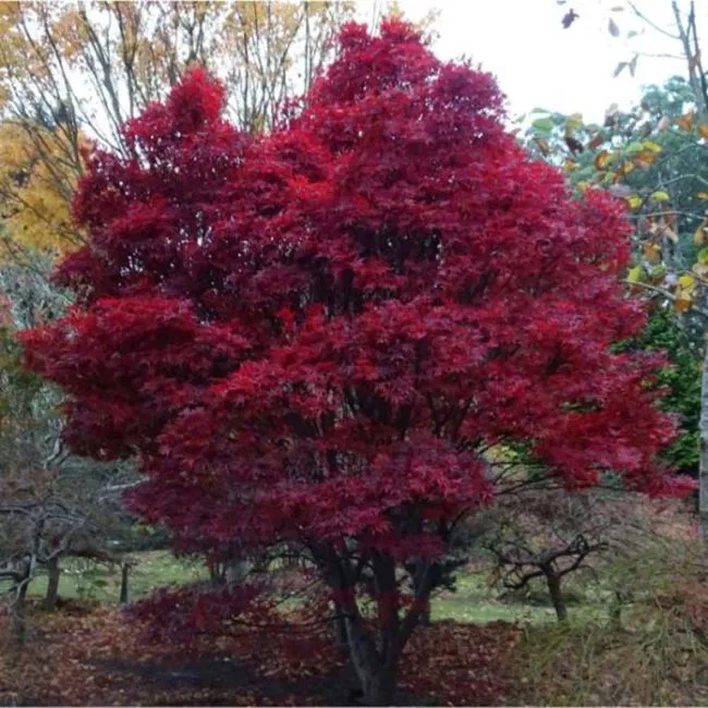 Acer palmatum Skeeter's Broom