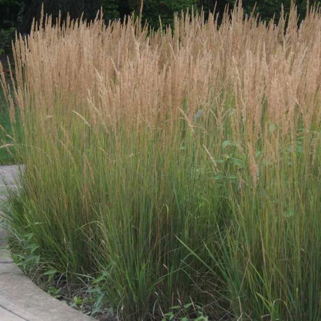 Calamagrostis acu. Karl Foerster