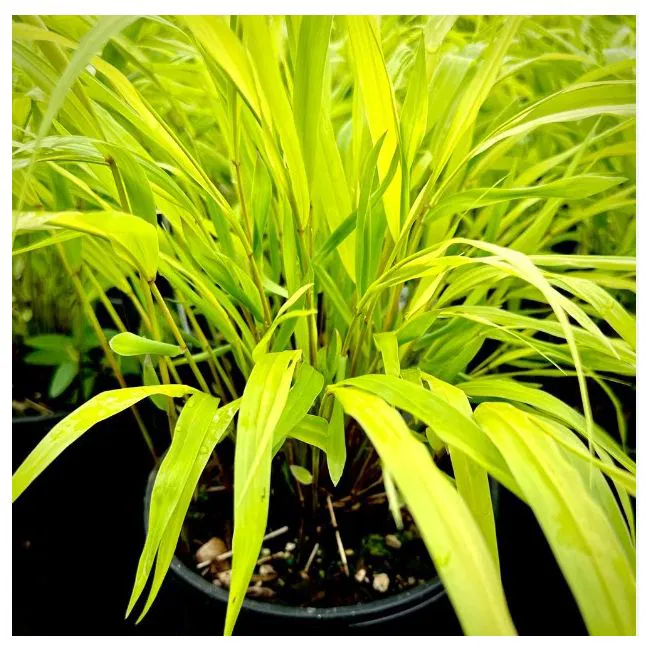 Hakonechloa macra All Gold