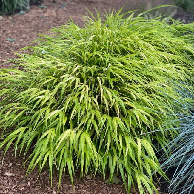 Hakonechloa macra Aureola