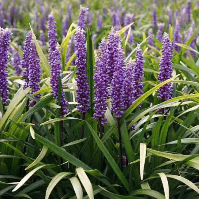 Liriope muscari Moneymaker