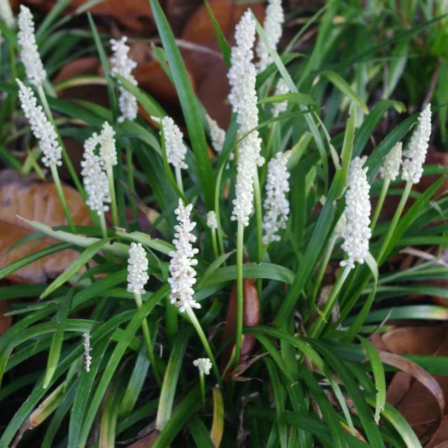 Liriope muscari Monroe White