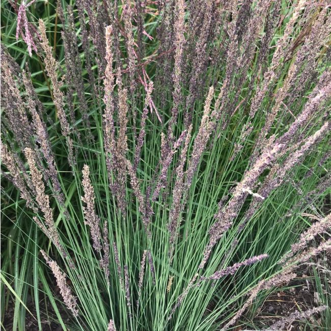 Molinia caerulea Moorhexe