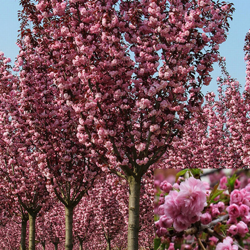 Japanska trešnja – Royal Burgundy