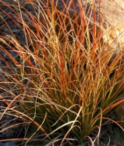 Carex testacea