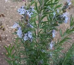 Rosmarinus officinalis ,ruzmarin