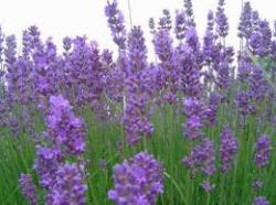 Lavandula angustifolia -ljubicasti cvetovi