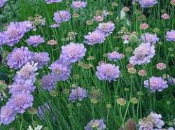 Scabiosa