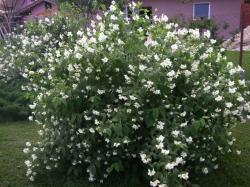 Philadelphus coronarius-Pajasmin