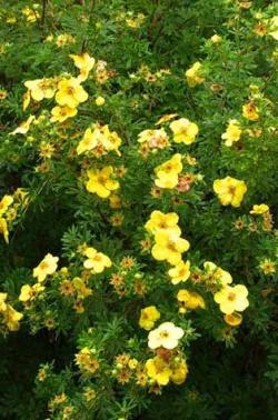 Potentilla fruticosa