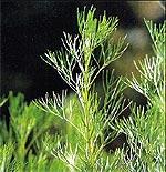 Artemisia abrotanum-Božje drvce