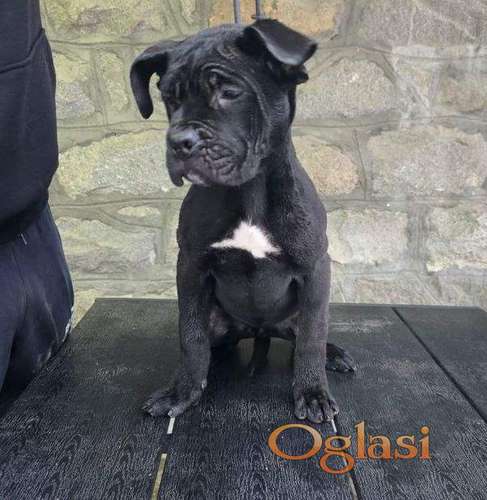 Cane Corso štenci