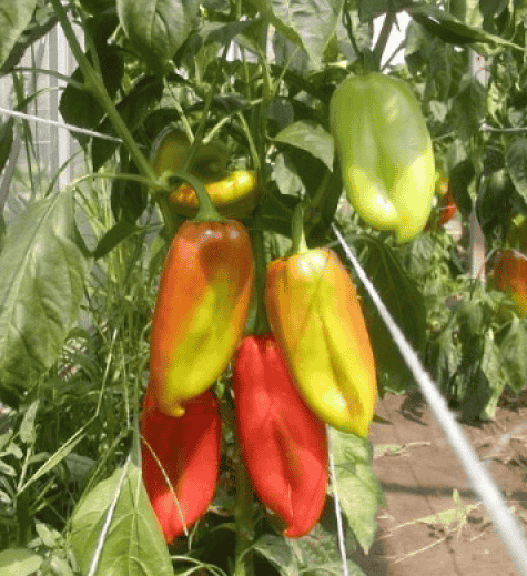 Paprika “ Striža „