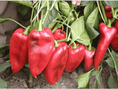 Paprika “ Palanačko Čudo „