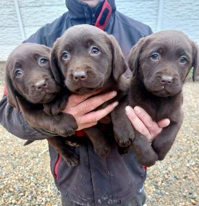 ČOKOLADNI ŠTENCI LABRADOR RETRIVER