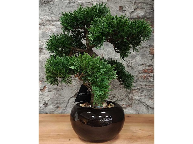 Bonsai u Keramičkoj Saksiji Atmosphera Createur d interieur