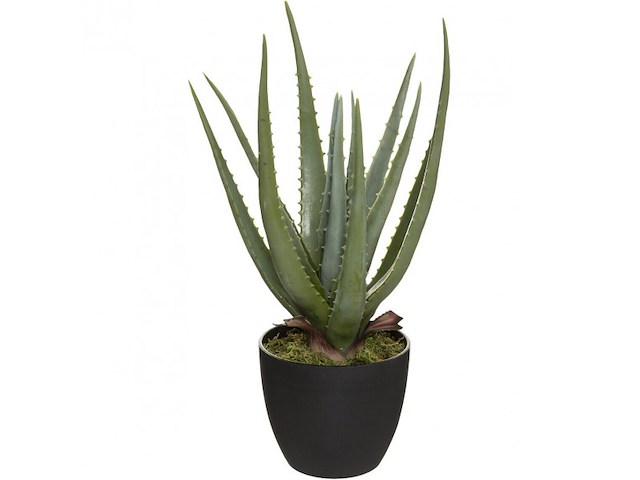 Atmosphera Dekorativno Cvece Aloe Visine 44 cm