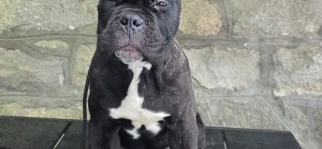 Cane Corso štenci