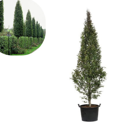 Carpinus betulus fastigiata - Stubasti Grab 2m