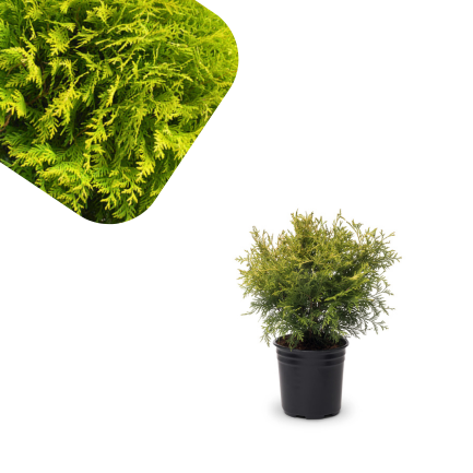 Thuja occ - Golden Globe