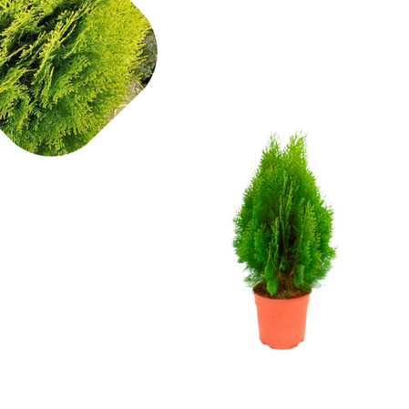 Thuja occ - Aurea Nana