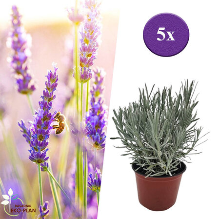 5x Lavanda Grosso