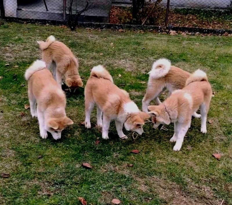 Japanska Akita štenci na prodaju