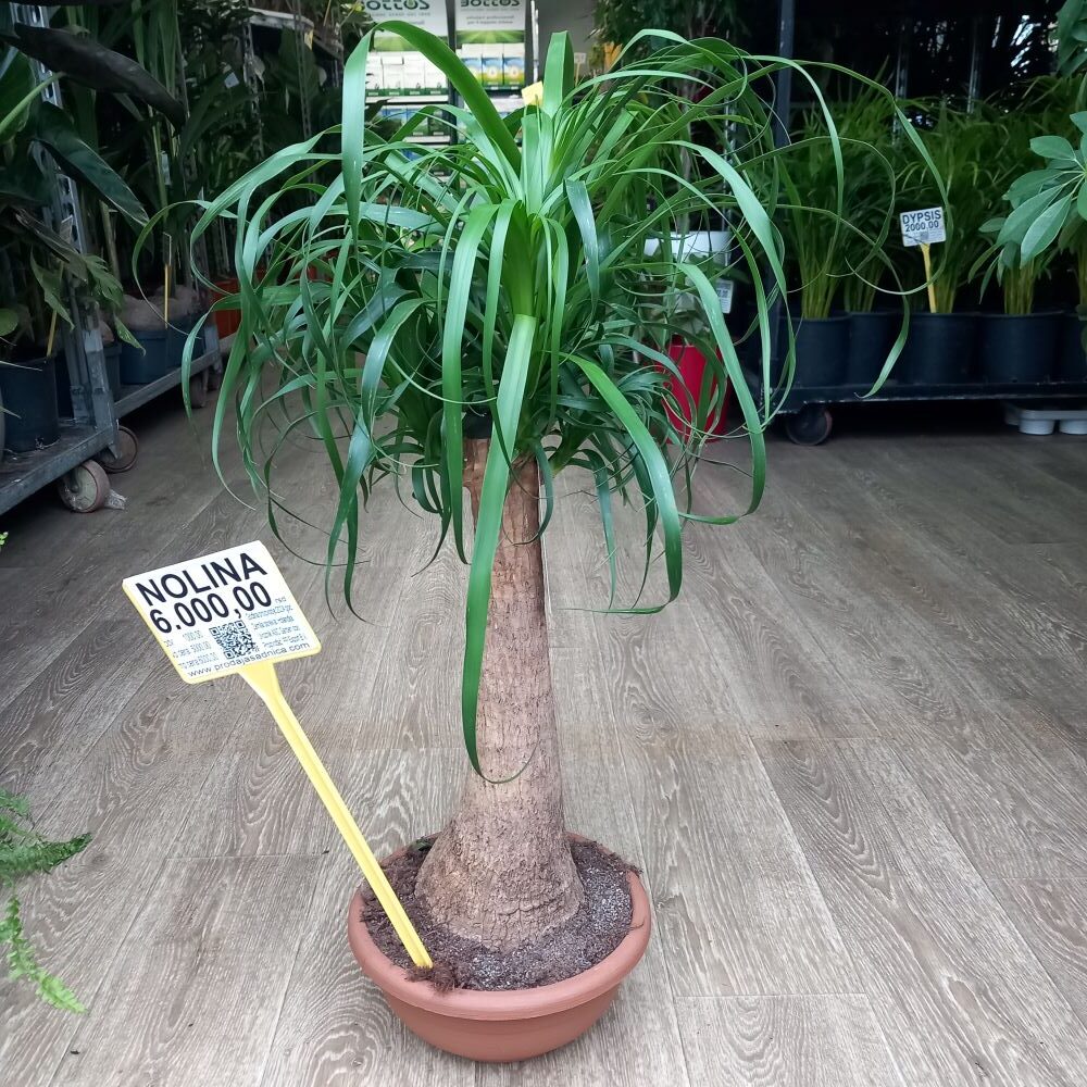 Nolina recurvata- Slonovo stopalo 70 cm