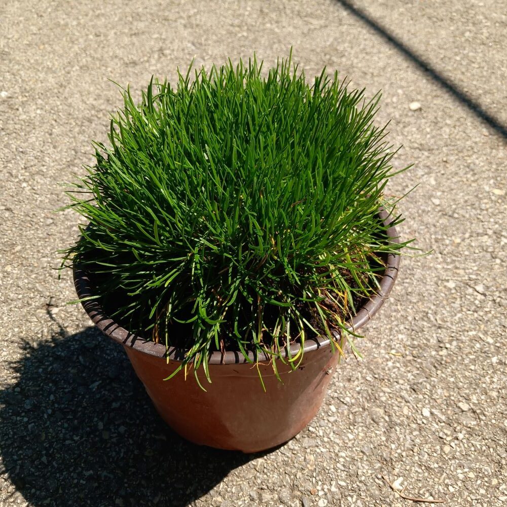 Armeria maritima 10 cm