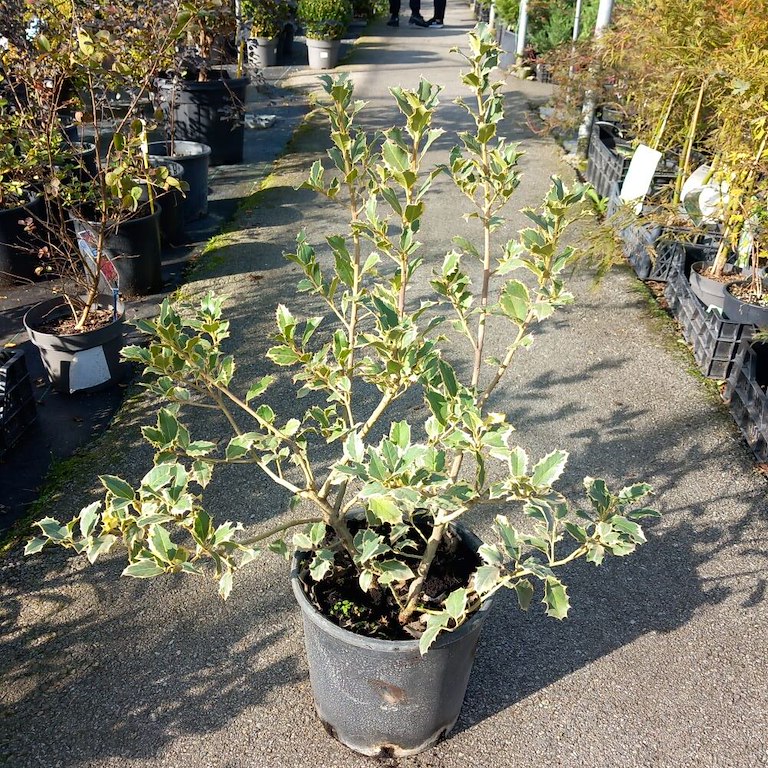 Ilex aquifolium ‘Argentea Marginata’ 60–70 cm