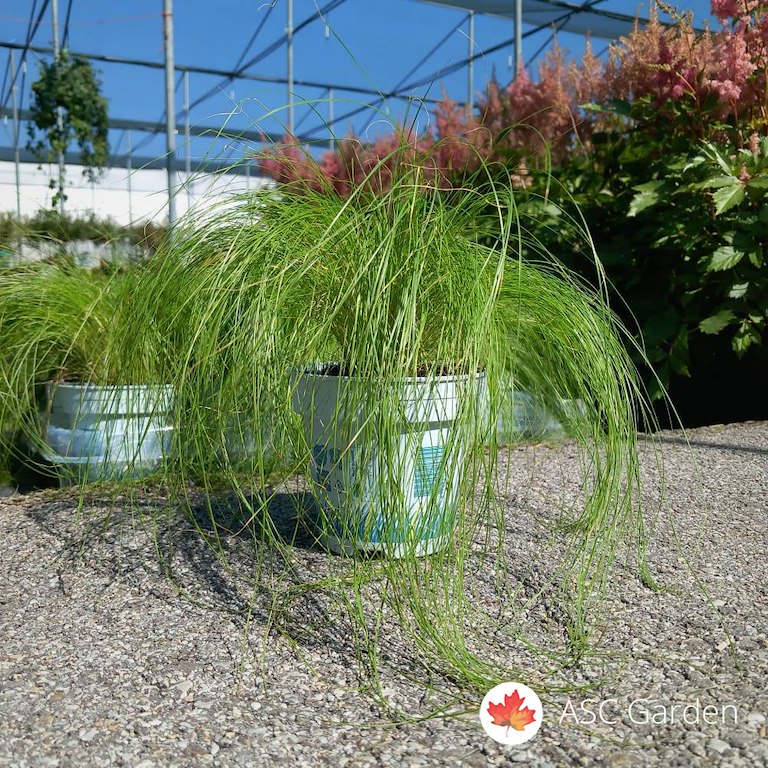 Zlatni klas Stipa tenuissima 25 cm