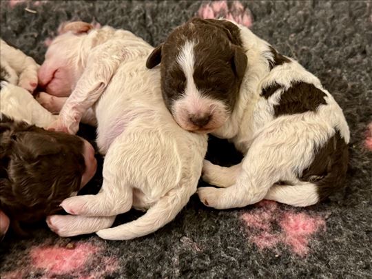 Lagotto romagnolo vrhunski štenci