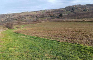 Prodajem Poljoprivredno Zemljište, Sremski Karlovci, Novi Sad Okolica