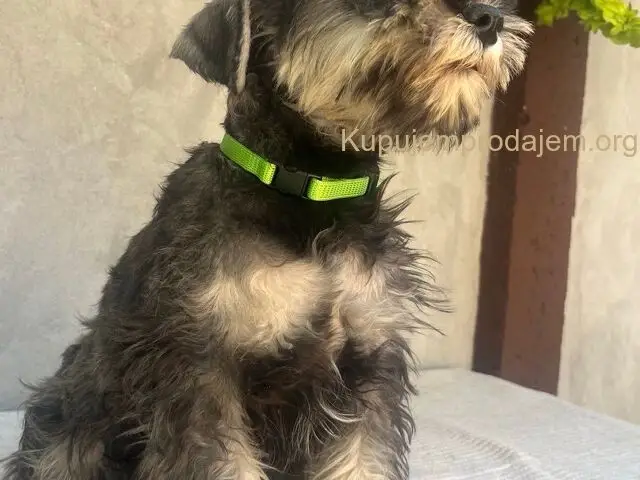 Patuljasti Šnaucer Minitaure Schnauzer