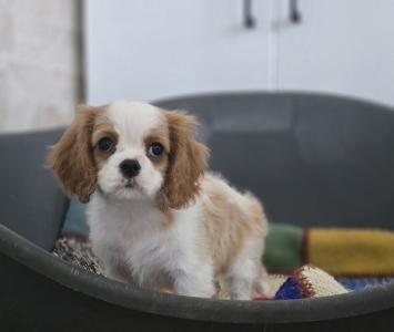 CAVALIER KING CHARLES SPANIEL ŠTENE