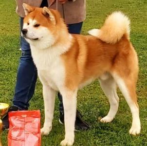 JAPANSKA AKITA ŠTENCI NA PRODAJU