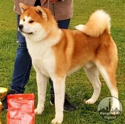 Japanska Akita štenci na prodaju