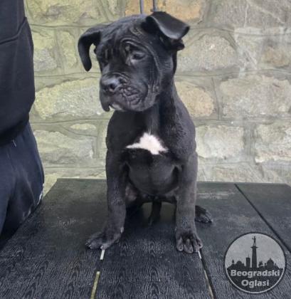 Cane Corso štenci