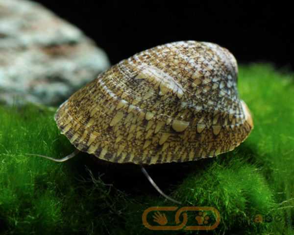 Septaria Porcellana (Slatkovodni prilepak)