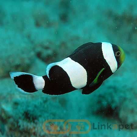 Black Saddleback Clownfish – Amphiprion polymnus