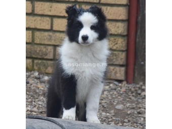 Border koli/collie štenci