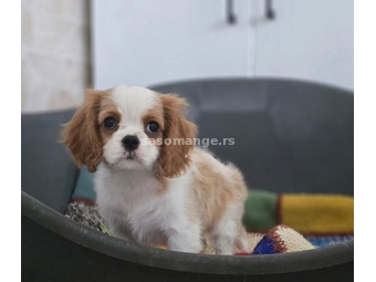 Cavalier king Charles spaniel štene