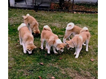 Japanska Akita štenci na prodaju