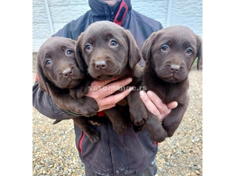 Čokoladni štenci Labrador retriver