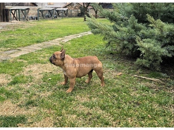 Ženka Francuskog buldoga, stara 2 godine