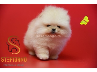 Pomeranaca Boo