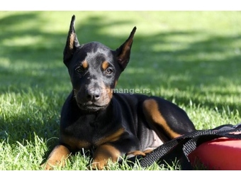 Doberman i Patuljasti pinc