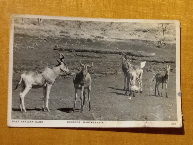 Afrika - Životinje - Putovala -